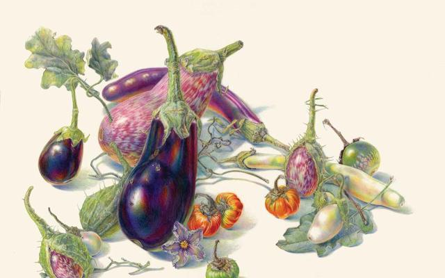 Botanical Illustration: Where Science and Art Meet | Art & Object